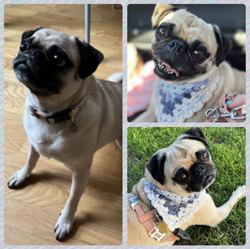 Green Mountain Pug Rescue