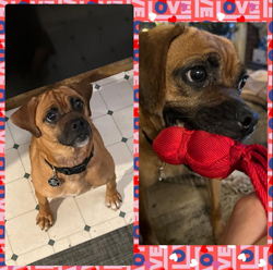 Green Mountain Pug Rescue