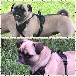 Green Mountain Pug Rescue