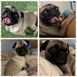 Green Mountain Pug Rescue